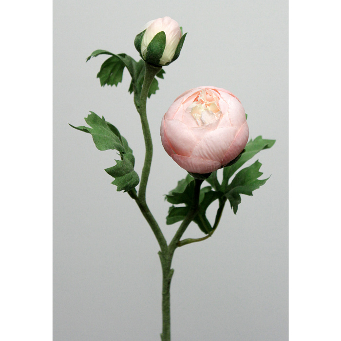 Ранункулюс розовый - купить в Fabian Smith в Москве, СПб и Краснодаре